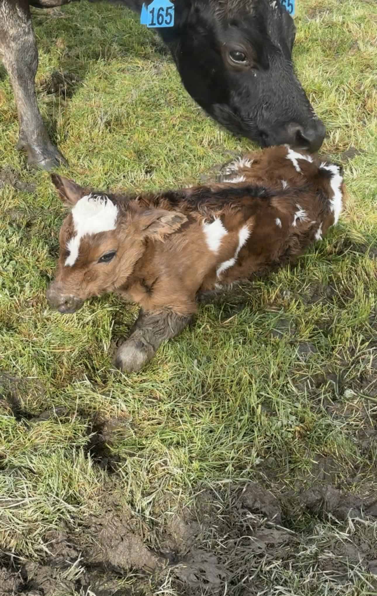 Addie's Blog #4 - The first calves have arrived! - Dairy Women's Network