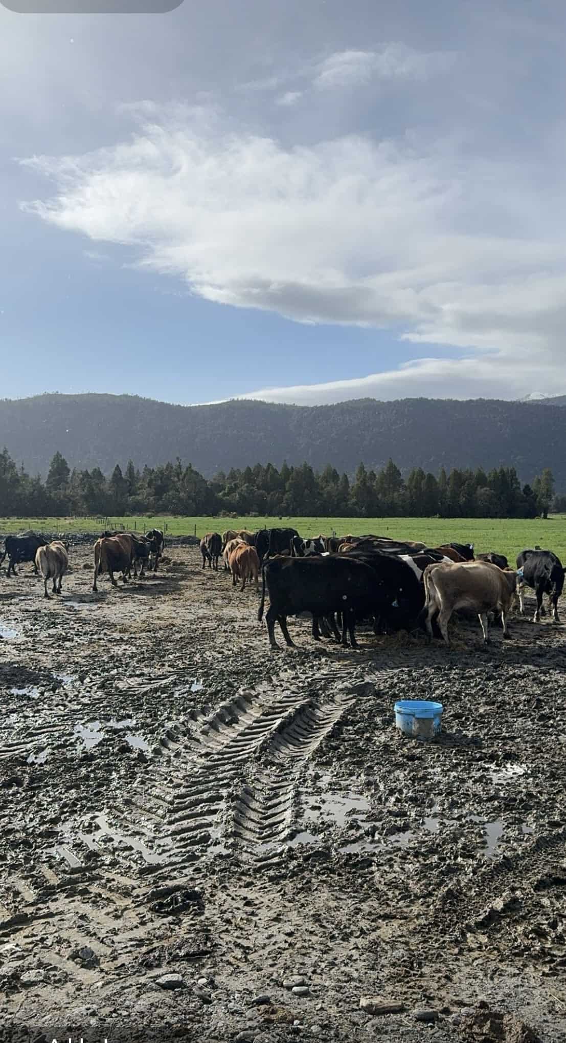 Addie's Blog #8 - Muddy Puddles! - Dairy Women's Network