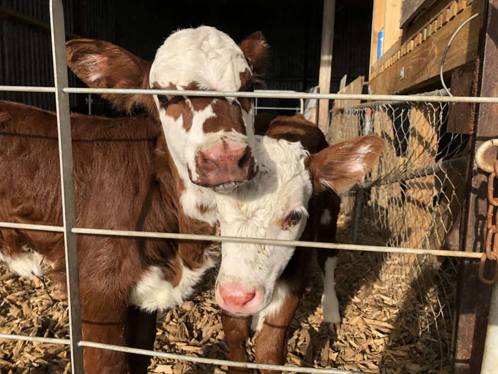 Calf Rearing - Dairy Women's Network