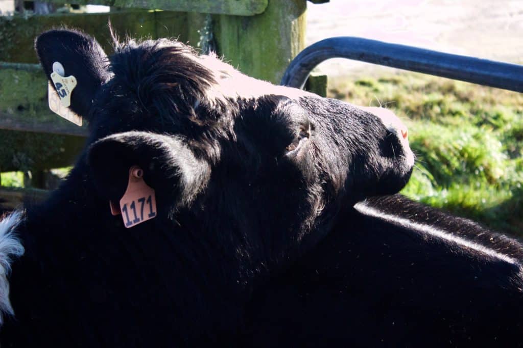 How Cows View the World - Dairy Women's Network