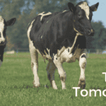 Today's calf, tomorrow's cow attendee offer - Dairy Women's Network