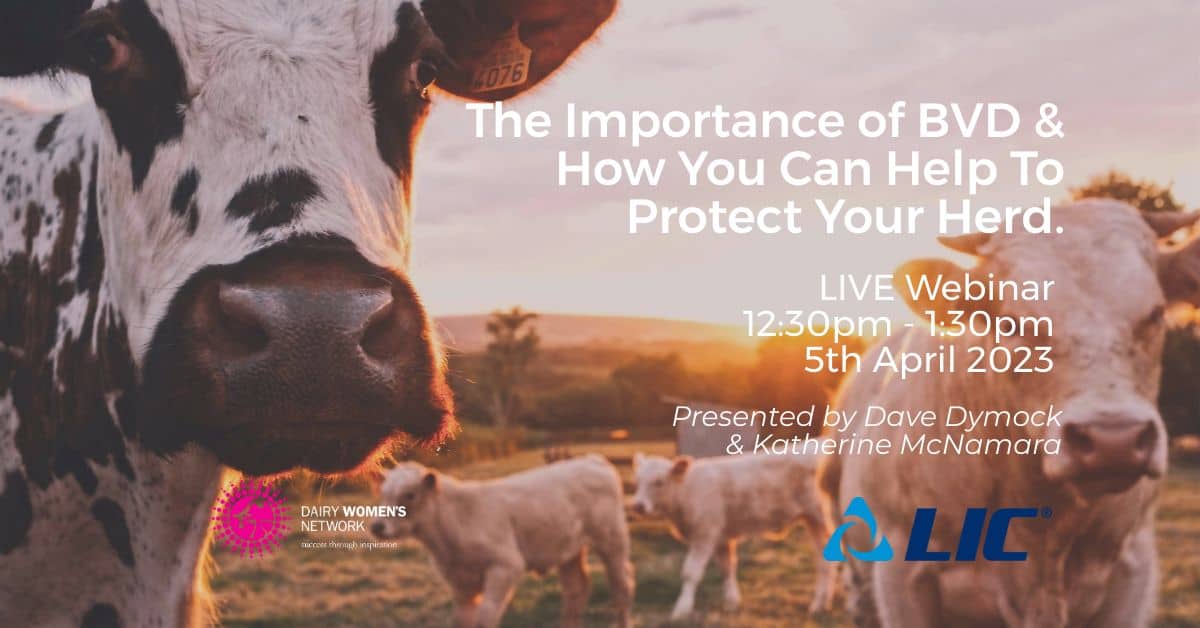 The Importance of BVD and how you can help to protect your herd - Dairy ...